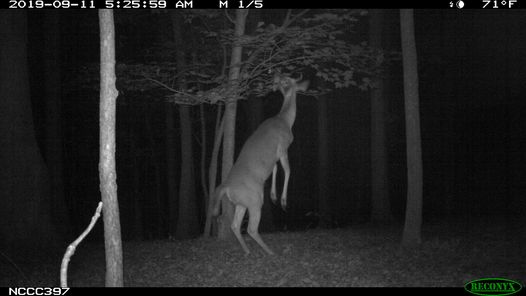 Episode 352: The Not-Deer | Strange Animals Podcast