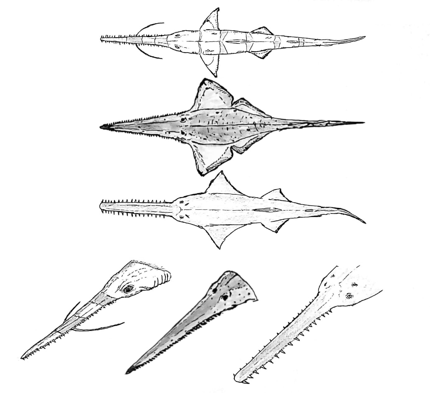 Episode 362: The Sawfish and the Sawshark | Strange Animals Podcast