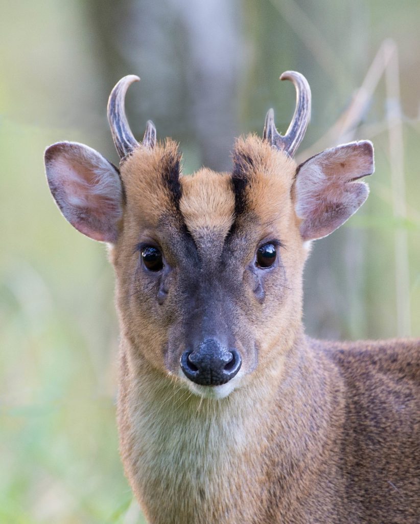 Strange Animals Podcast | A podcast about living, extinct, and ...