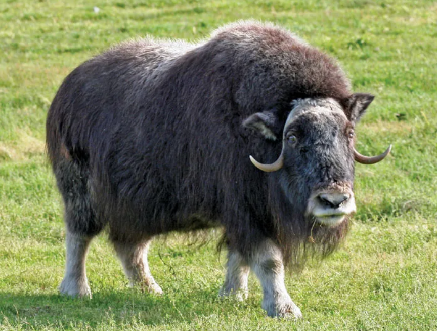 Strange Animals Podcast | A podcast about living, extinct, and ...