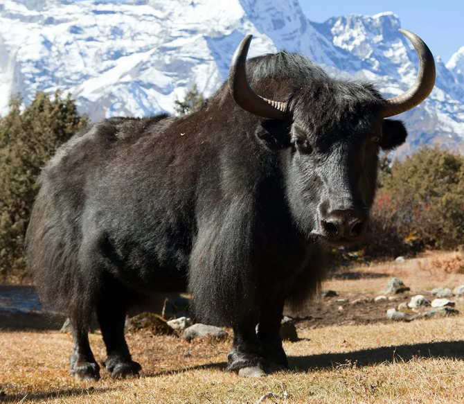 Strange Animals Podcast | A podcast about living, extinct, and ...