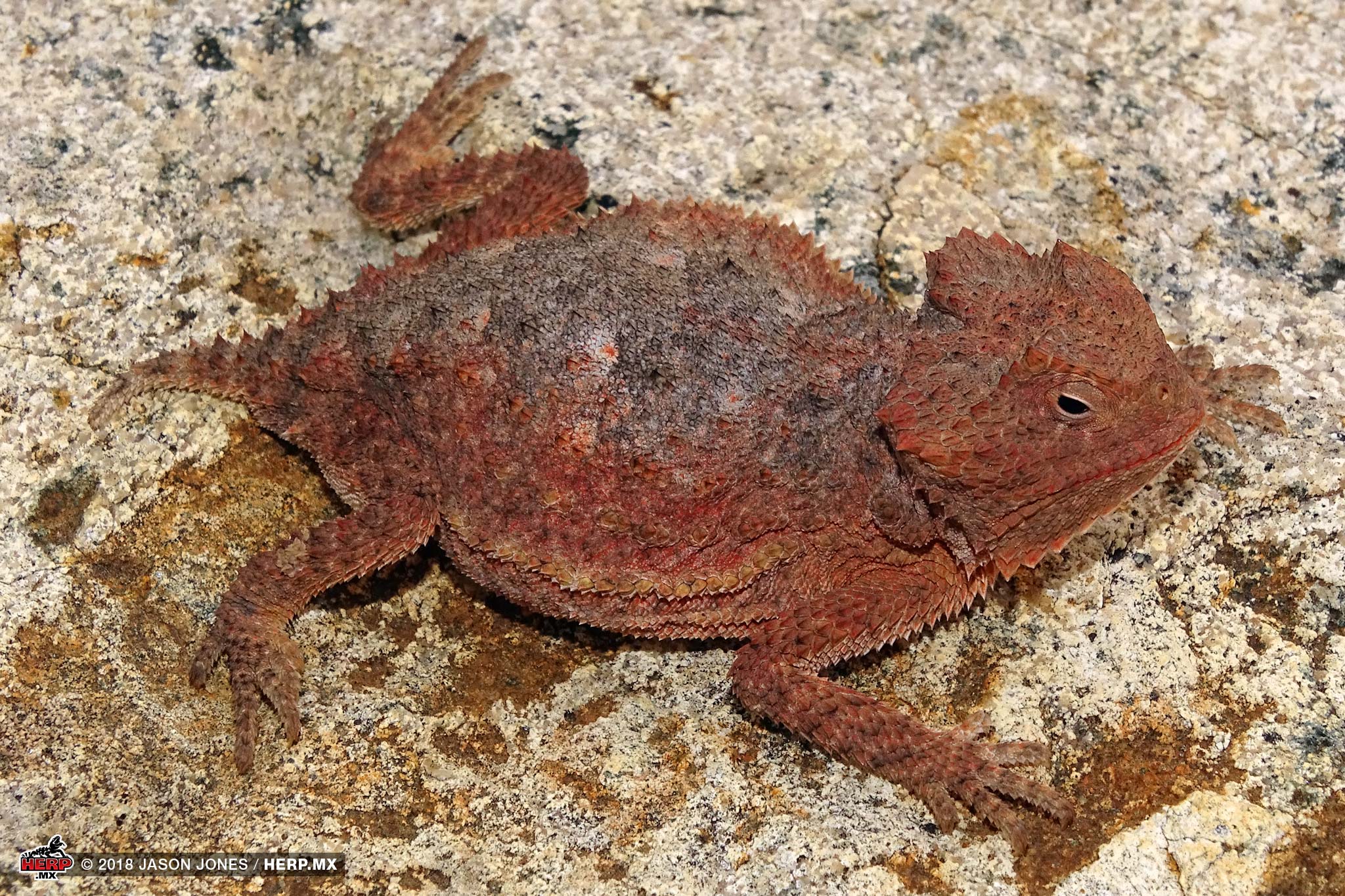 Episode 376: The Horned Lizard AKA Horny Toad | Strange Animals Podcast