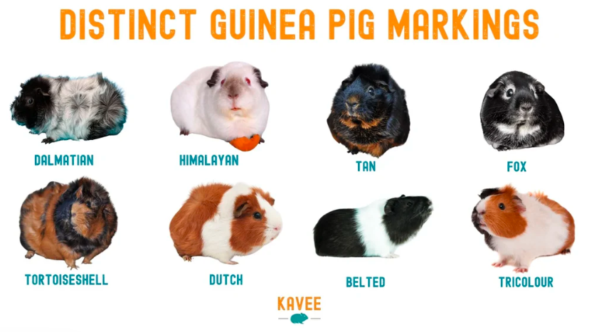 Episode 409: Guinea Pigs and Capybaras | Strange Animals Podcast