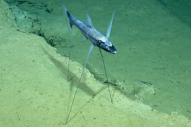 Episode 490: Ipnops and Other Deep-Sea Fish | Strange Animals Podcast