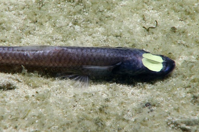 Episode 490: Ipnops and Other Deep-Sea Fish | Strange Animals Podcast