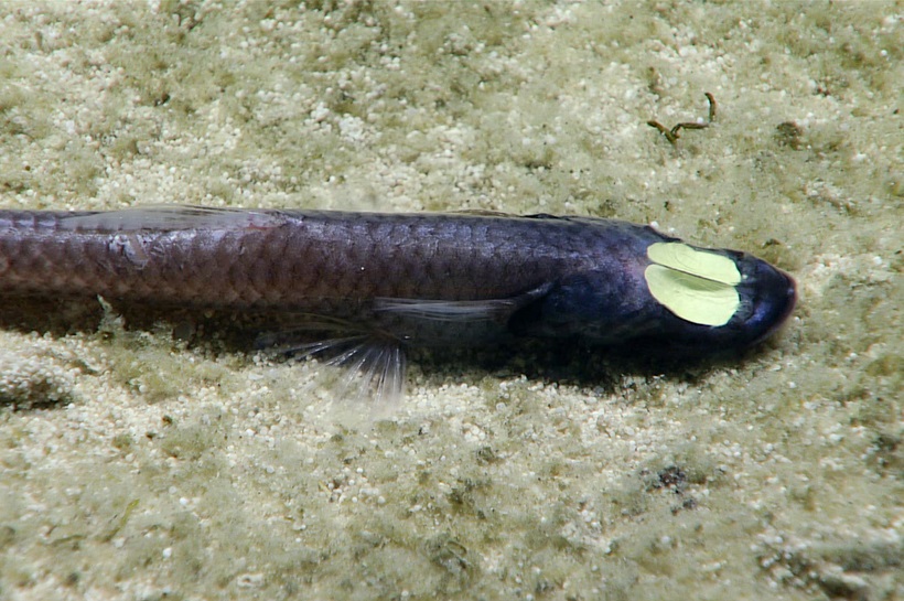 Episode 490: Ipnops and Other Deep-Sea Fish | Strange Animals Podcast
