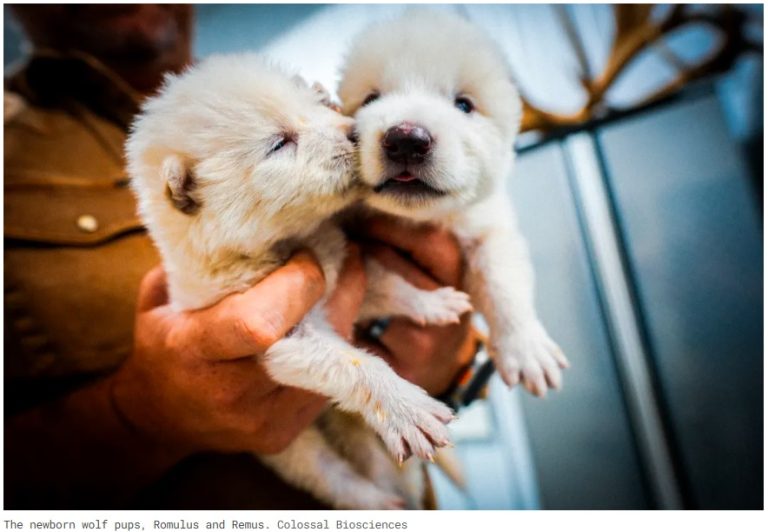 Episode 431: The New Dire Wolf | Strange Animals Podcast