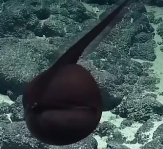 Episode 451: the Stellar Jay and the Gulper Eel | Strange Animals Podcast